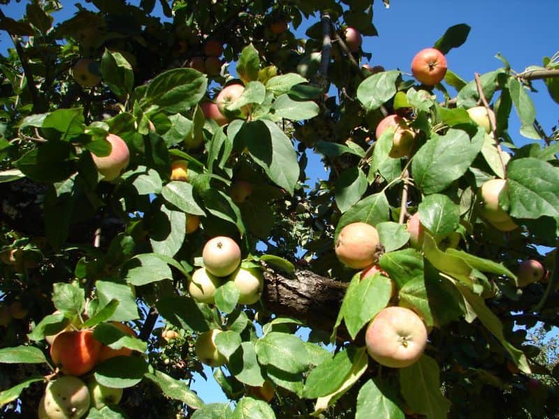 Maçã de Alcobaça em Angola | Agrotec.pt