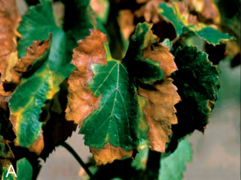 Xylella fastidiosa | Agrotec.pt