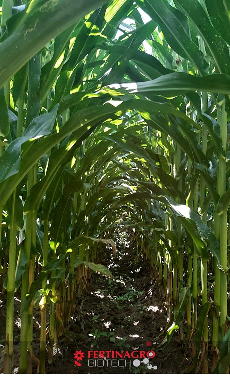 As empresas de fertilizantes na Agroglobal 2020 | Agrotec.pt