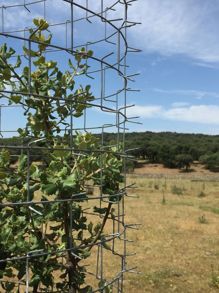 Apresentação Protector Cactus: o melhor protetor florestal do mercado ...