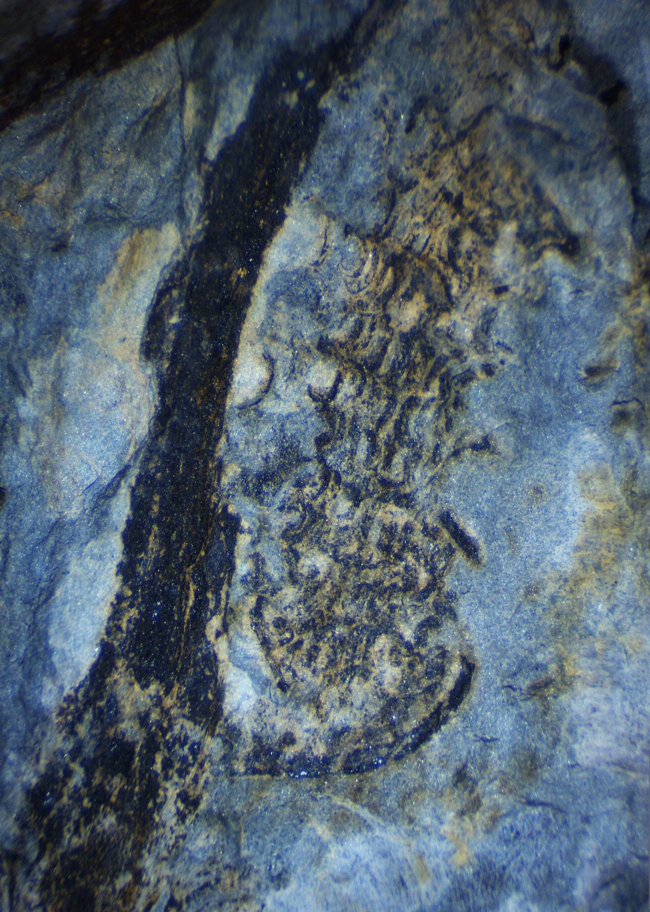 Descoberto fóssil raro de planta primitiva extinta na região do Bussaco ...